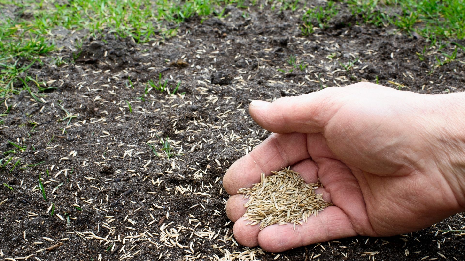 How To Properly Water Grass Seed And New Sod How To Properly Water Grass Seed And New Sod