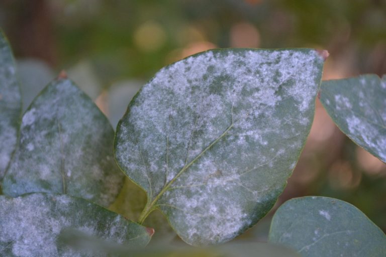 Resources for Your Outdoor Spaces