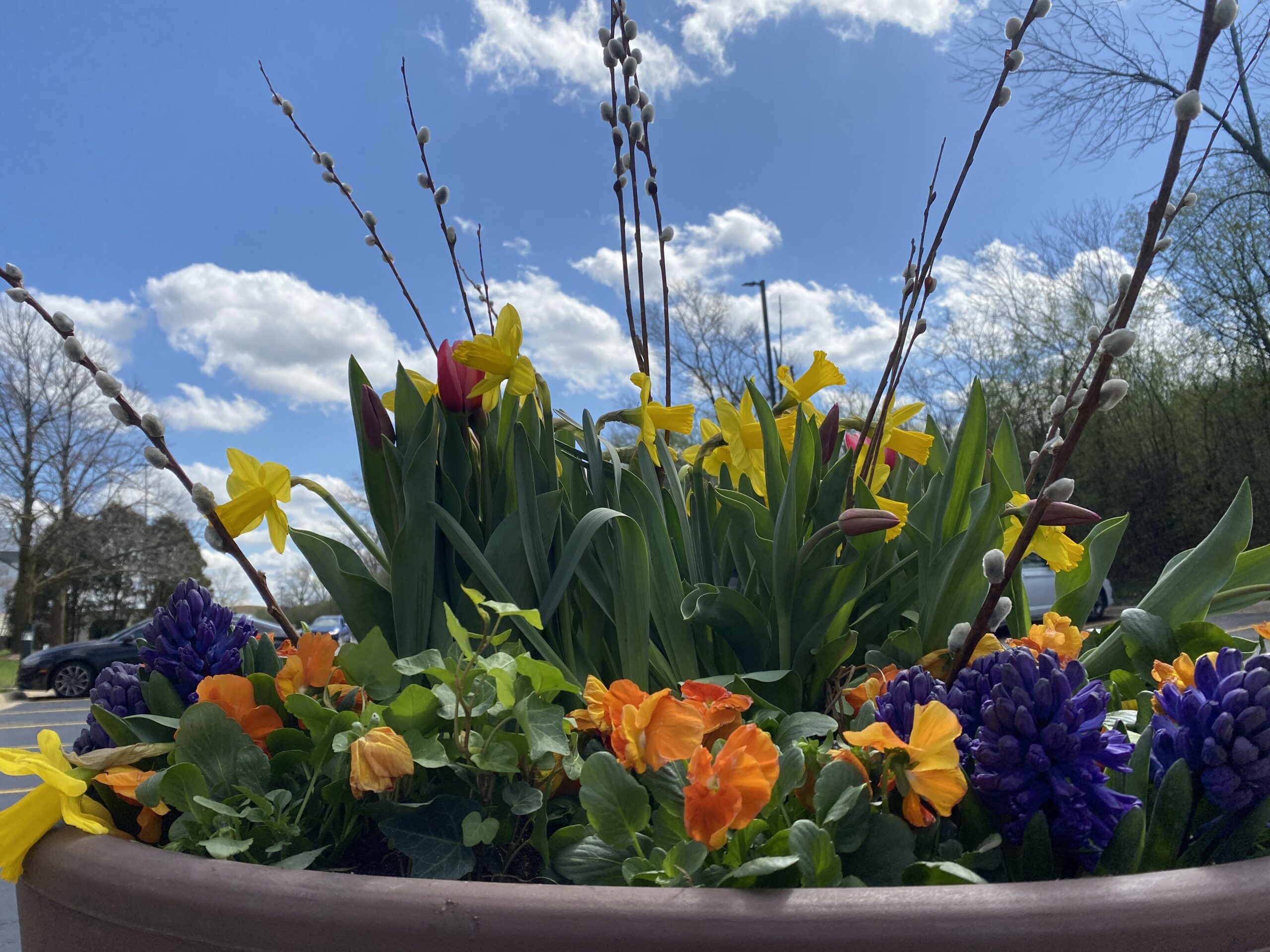 Spring into Success: Essential Landscape Preparation Tips for a Vibrant ...